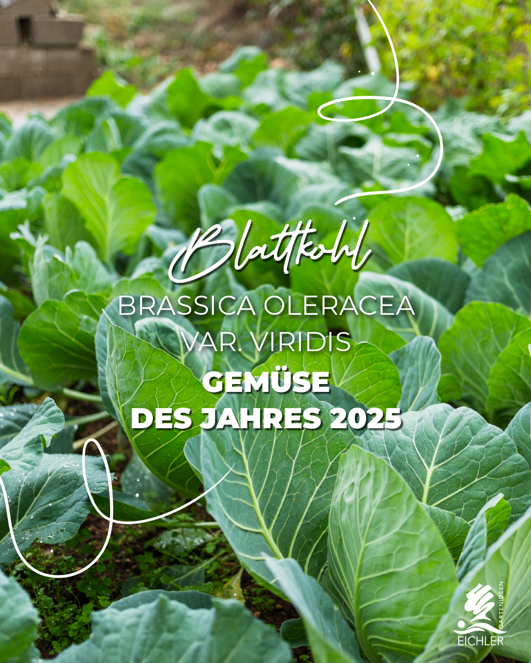Blattkohl – Gemüse des Jahres 2025! - Eichler Gartenideen